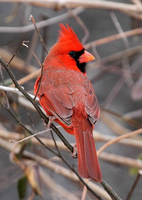 70 Tahun Kardinal Ignatius Suharyo – Membumikan Ide