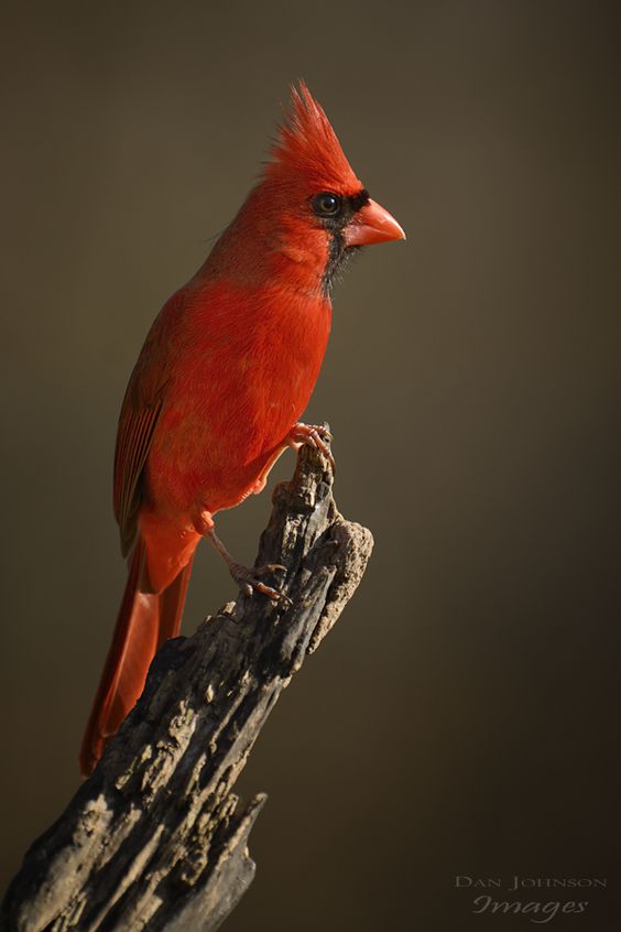 70 Tahun Kardinal Ignatius Suharyo – Membumikan Ide